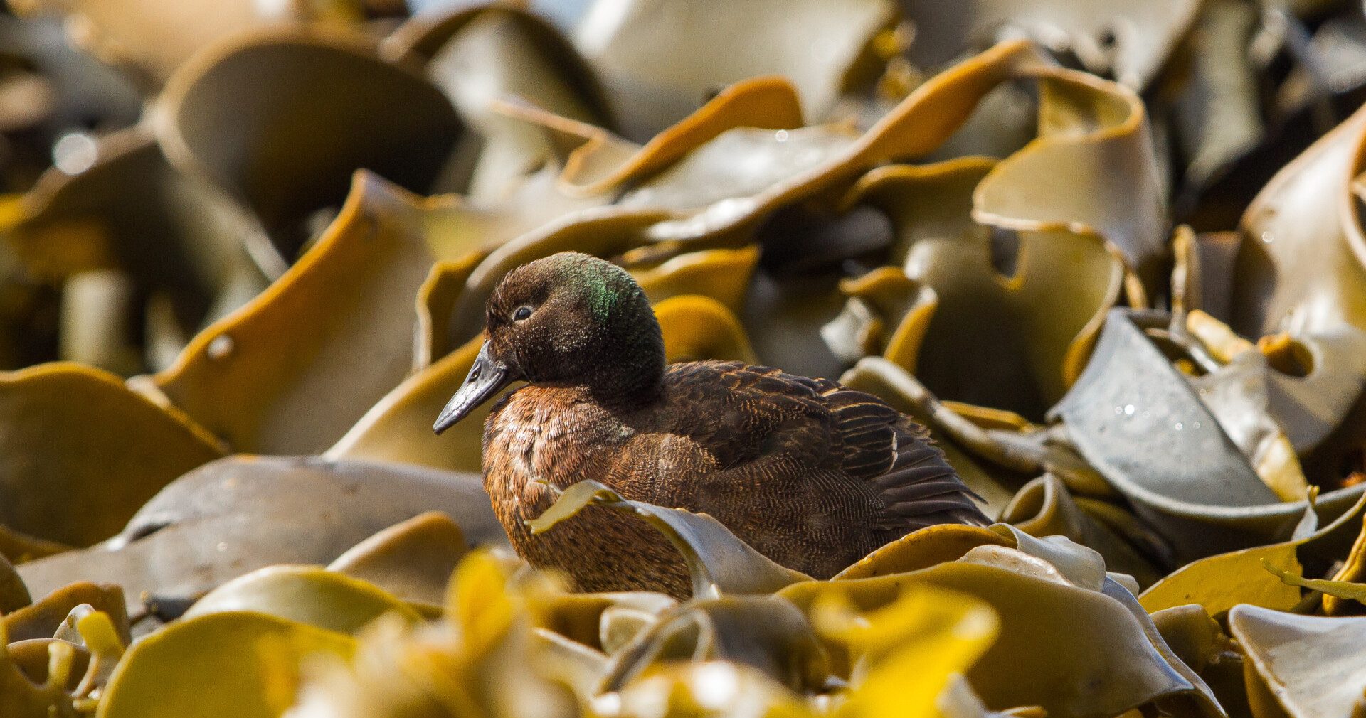 Protecting New Zealand’s Endangered Species & Wild Places: NZ Nature Fund