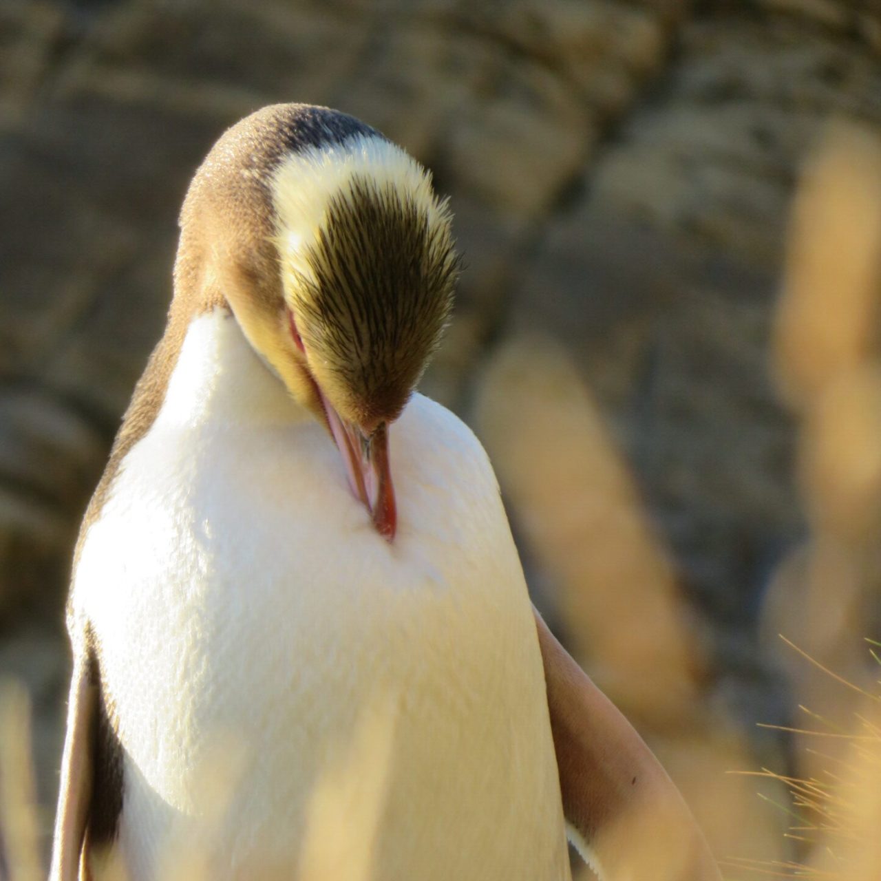 Yellow-eyed Penguin/ Hoiho | NZ Nature Fund
