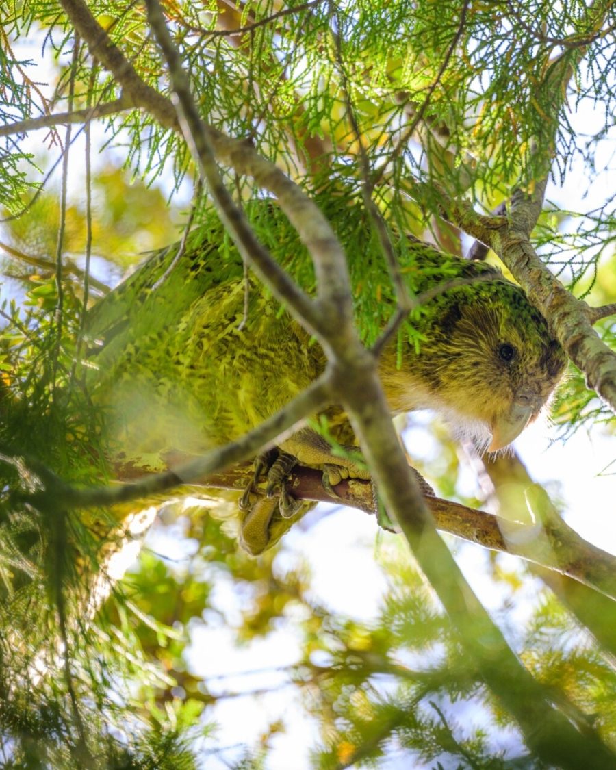 Island Ocean Connection Challenge (IOCC) | NZ Nature Fund